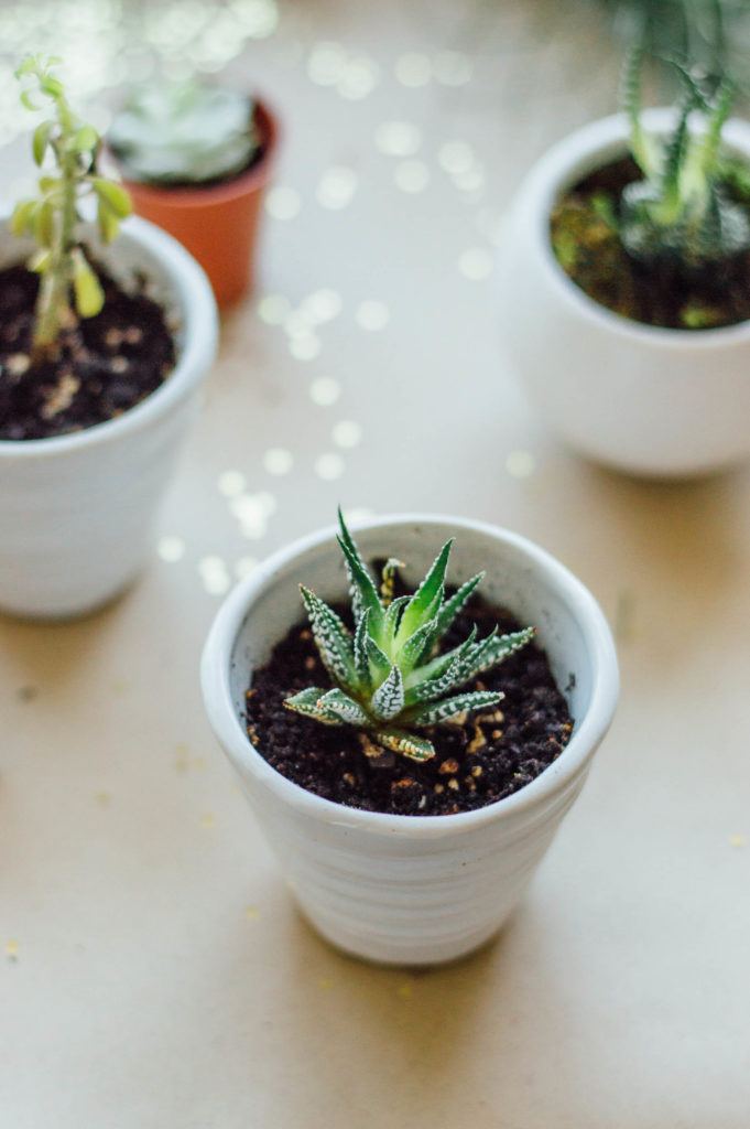 Decorate Your Small Space with Fresh Greenery | By Gabriella