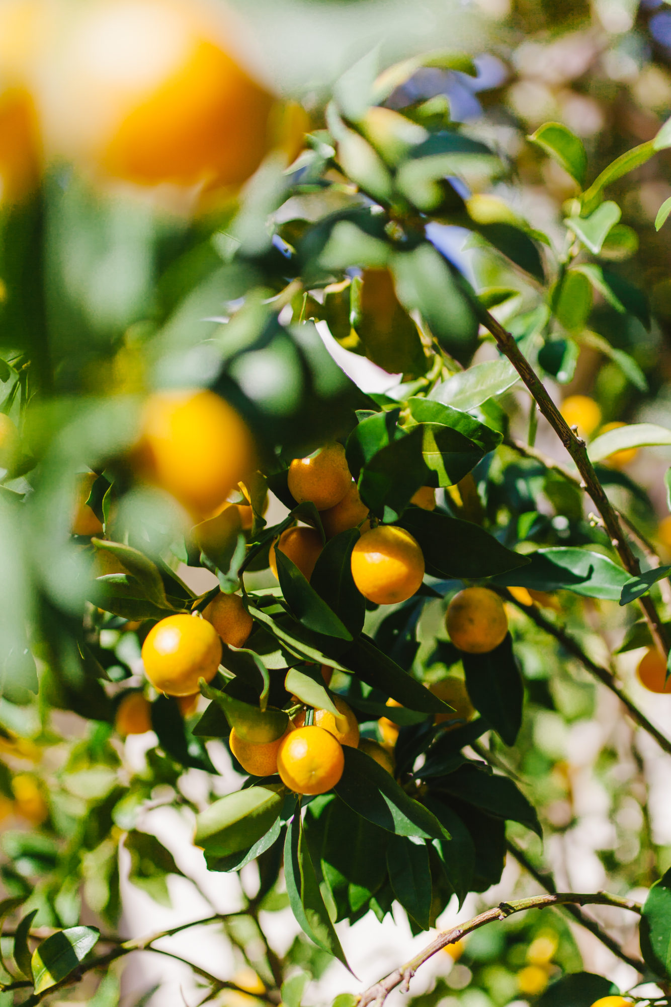 Austin City Guide: 48 Hours in the Texas Gem - By Gabriella